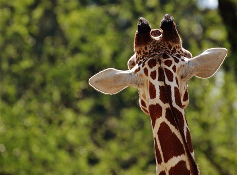 Giraffidae Tierpark Hellabrunn X
