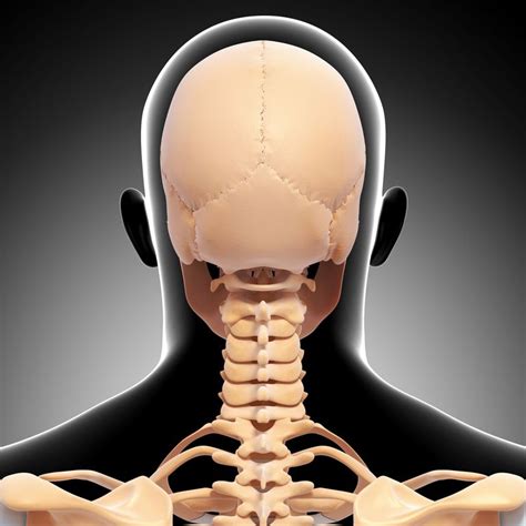 Cervical Spine Curve And Injuries