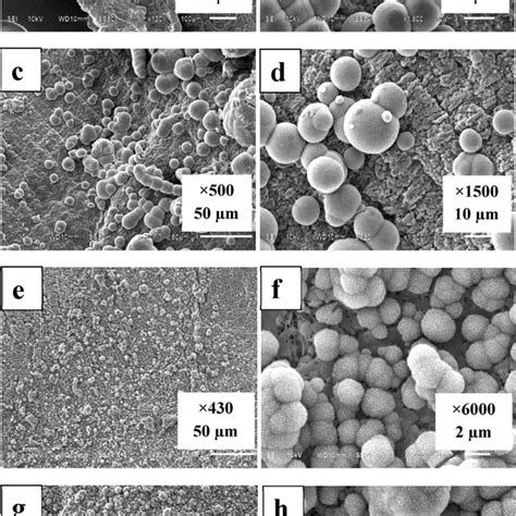SEM images of grafted samples after immersion in 1 5 Â SBF a and b