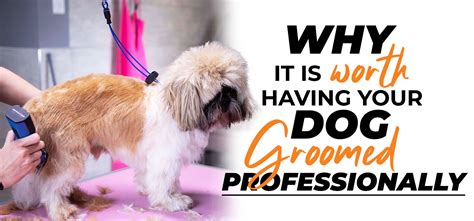 Maria Bjorn Why Its Worth Having Your Dog Groomed Professionally