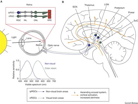 Circadian Photoreception Spotlight On The Brain Current Biology