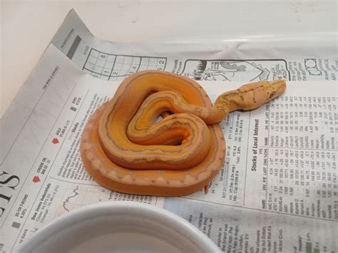 Citrus Og Marble Sun Het Purple Reticulated Python By Sunglow Serpents
