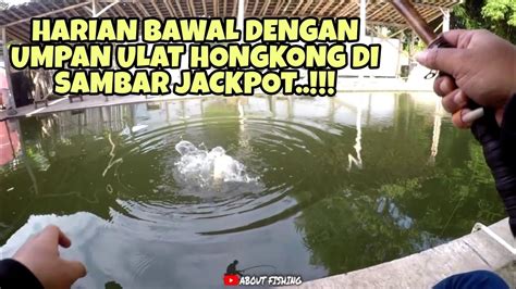 Tes Mancing Harian Bawal Dengan Umpan Ulat Hongkong YouTube