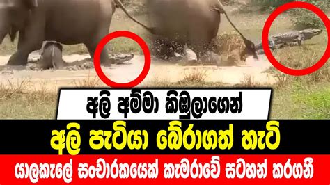 අලි අම්මා කිඹුලාගෙන් I අලි පැටියා බේරාගත් හැටි I යාලකැලේ සංචාරකයෙක්