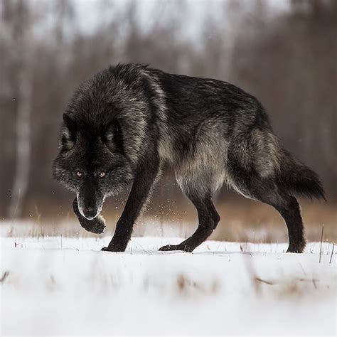 อันดับหนึ่ง 93 ภาพพื้นหลัง ทรงผมwolf ความละเอียด 2k 4k