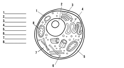 Cytoskeleton Coloring Pages