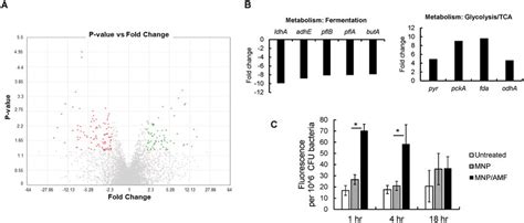 The Effects Of Mild Mnpamf Hyperthermia On The Metabolism Of S Aureus