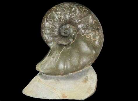 Unusual 38 Triassic Ammonite Ceratites Fossil Germany 94065