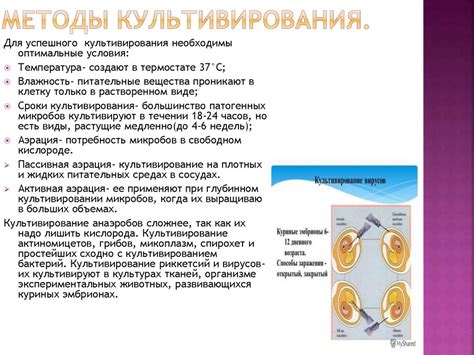 Культивирование бактерий презентация онлайн