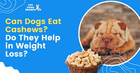 Can Dogs Eat Cashews Do They Help In Weight Loss