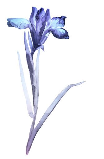 아이리스의 그림입니다 수 미 스타일 블루 색상으로 착 색 된다 0명에 대한 스톡 벡터 아트 및 기타 이미지 0명 그림 그리기 꽃 식물 Istock
