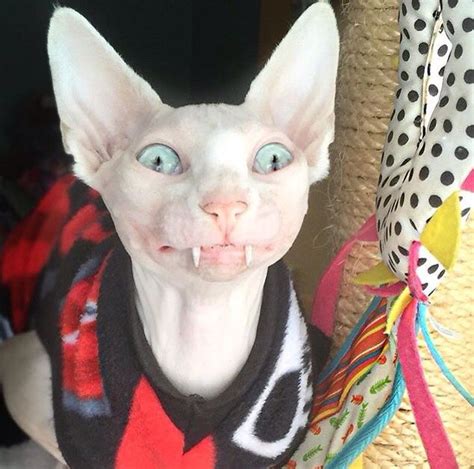 Pin On Nudus Feles Naked Cats Sphynx