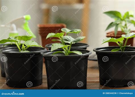 Seedlings Growing In Plastic Containers With Soil On Wooden Table Closeup Stock Photo Image