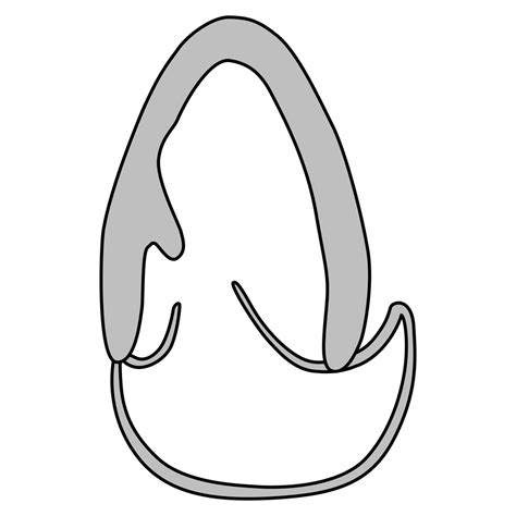 Apical Two Chamber Diagram Quizlet
