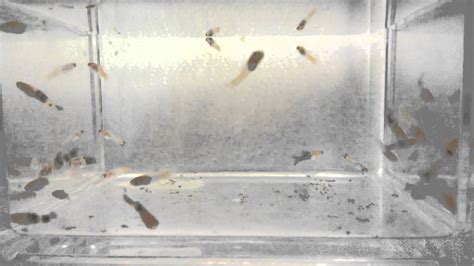 Koi Swordtail Youtube