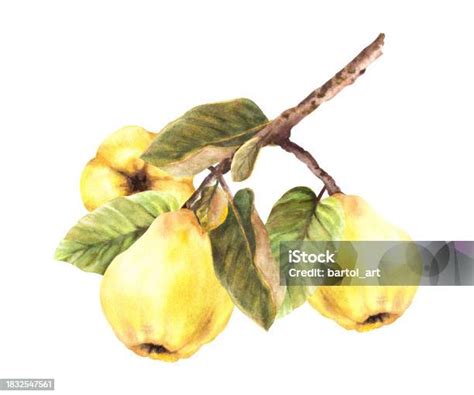 손으로 그린 수채화 그림입니다 노랗게 익은 모과 열매 나뭇가지에 매달린 잎 고립 건강한 식생활에 대한 스톡 벡터 아트 및 기타 이미지 건강한 식생활 과일 관목