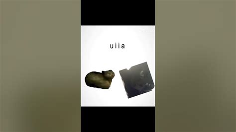 Funny Cat Uia Memecat Squidgame Shorts Fyp Fypシ゚ Youtube