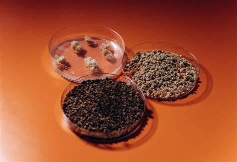 Startup Sees Coffee From Cells As Future of Sustainable Drinking
