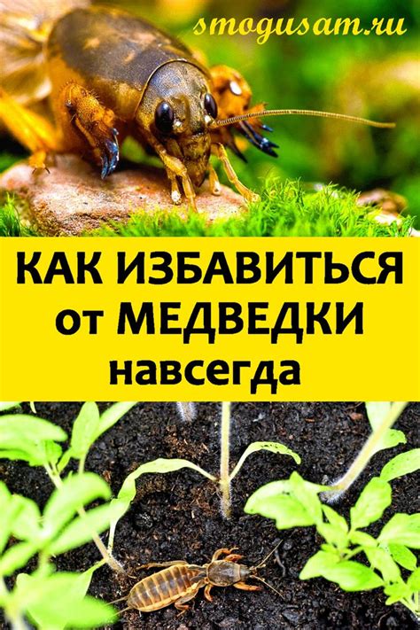 Забудьте о медведке — самые эффективные способы борьбы Выращивание имбиря Огород Садовые