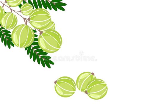 Amla Icon In Flat Style Isolated Stock Vector Illustration Of Leaves