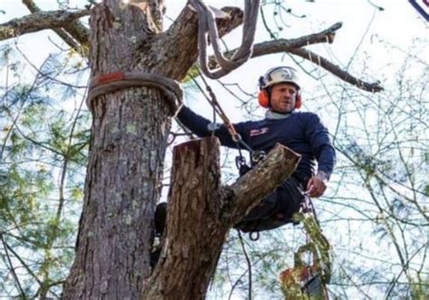 Mulching Around Trees A Comprehensive Overview