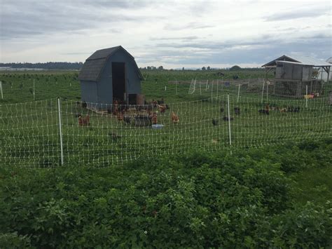 Gallagher Poultry Netting Turbo Fencefast Ltd