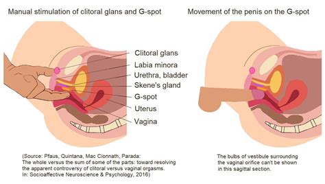 Breaking Taboos Why Combining Anal Sex And Squirting Is A Game Changer