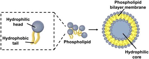 The Basic Structure Of A Liposome Download Scientific Diagram