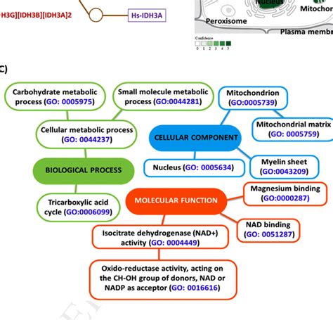 Structure Subunits Subcellular Localization And Gene Ontology Analysis
