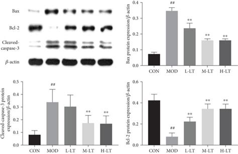 Protein Expression Of Bcl 2 Bax And Cleaved Caspase 3 In Rats Brain Download Scientific