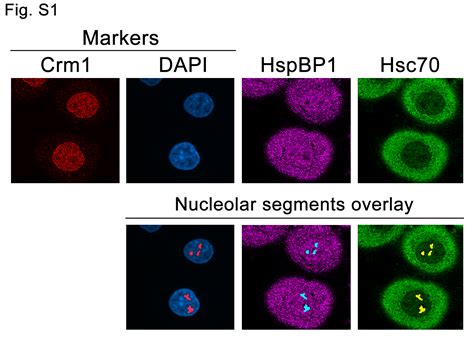 Quantitative Analysis Of The Interplay Between Hsc70 And Its Co
