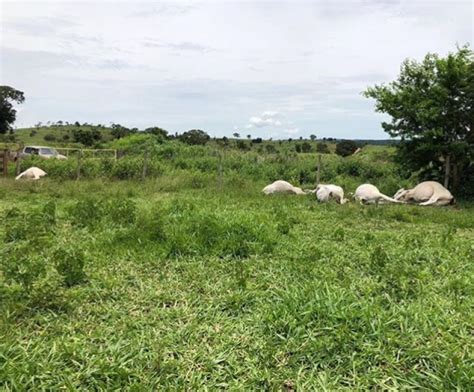 Raio Mata 10 Bois Em Fazenda No Interior Do Estado O Hoje