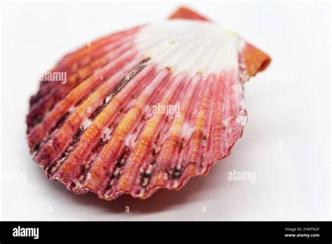 Front View Royal Mantle Scallop Or Pecten Pallium A Beautiful Bivalve