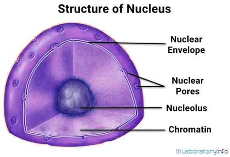 All About Nucleus