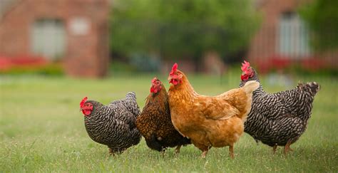 Flock