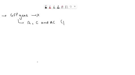 Solved The Apc Gene Is A Tumor Suppressor Gene In Both Humans And Mice Why Then Do Human With