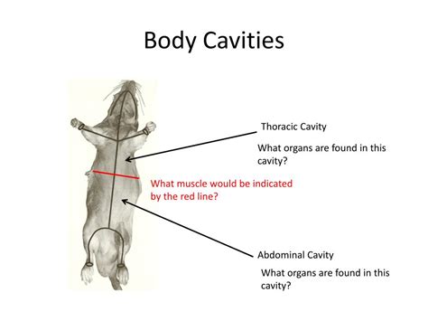 Ppt Rat Dissection Powerpoint Presentation Free Download Id 1906944