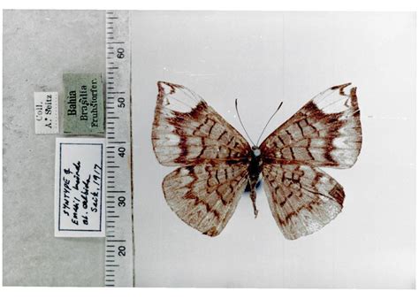 Emesis Fastidiosa Type Specimens