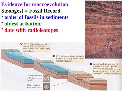Ppt Evidence For Macroevolution Strongest Fossil Record Order Of Fossils In Sediments