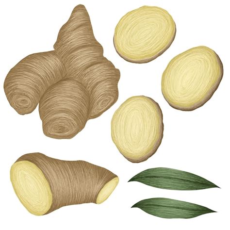 Premium Vector Ginger Set Vector Art