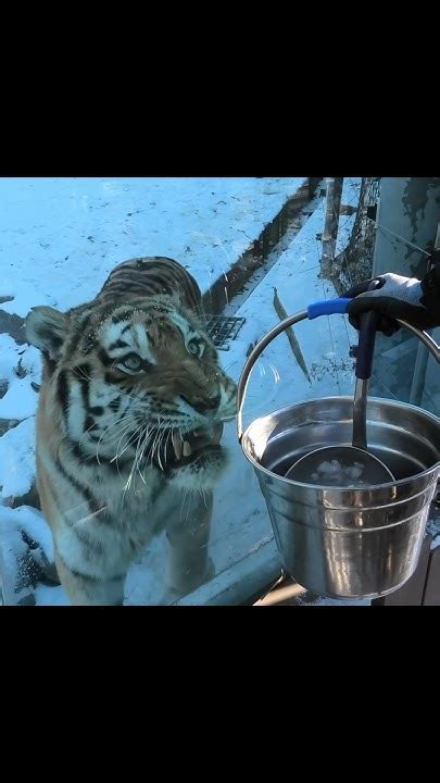 4k 사육사형~ 이거 내 밥 아니잖아~ 시베리아 호랑이 선호 20241222 Shorts Shortvideo Youtube