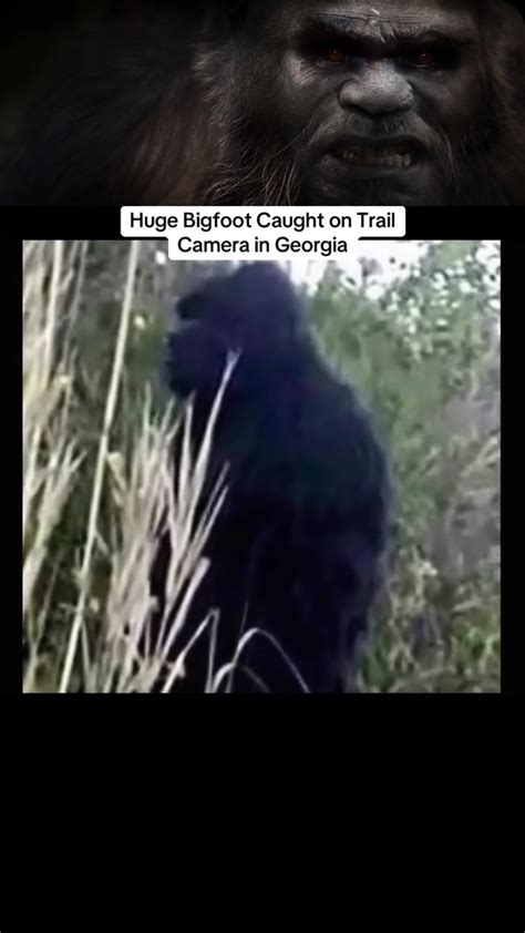 Boise Bigfoot The Only Way You Would Experience The Raw Emotion Of