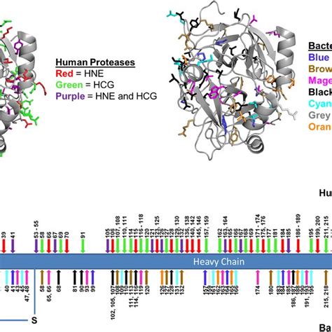 Illustration Of Protease Cleavage Sites In Human Thrombin A 3d Model