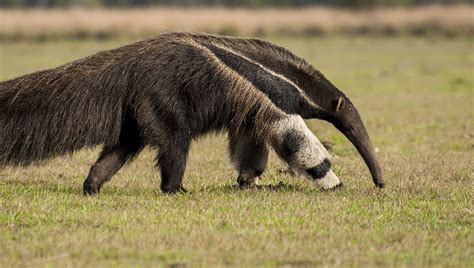 فیلمی جالب از روش شکار مورچه‌ خوار؛ درازترین زبان جهان