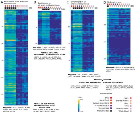Comparative Transcriptome Profiling Of The Human And Mouse Dorsal Root