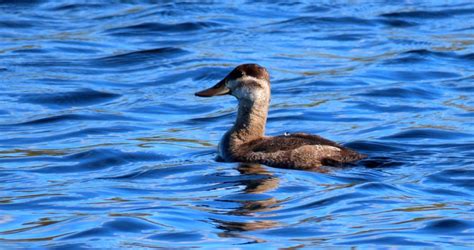 Ruddy Duck Free Photos On