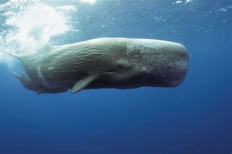 A New Detection System Could Save Sperm Whales From Ship Strikes Scientists Have Developed A