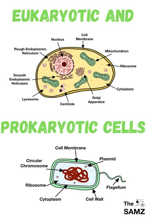 Biology Revision Study Biology Biology Facts Biology Notes Science