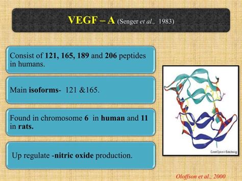 Vegf Vascular Endothelial Growth Factors Pptx
