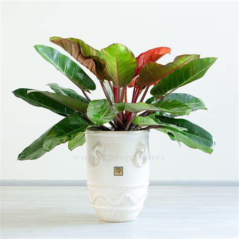 معرفی 33 انواع فیلودندرون و آشنایی با روش نگهداری فیلودندرون